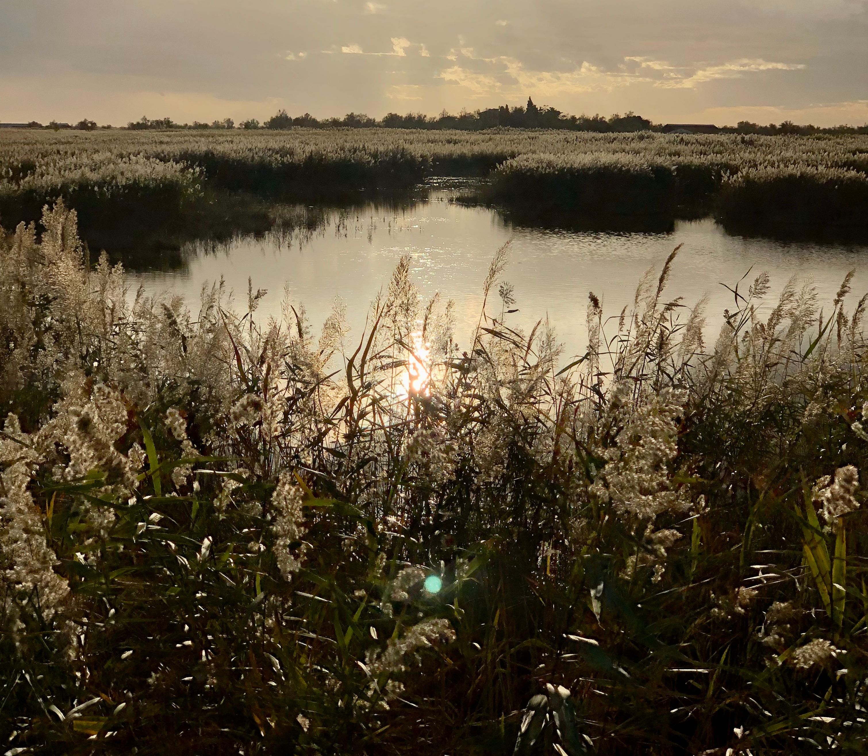 COP 16 - Au-delà des enjeux réglementaires, les entreprises doivent ...