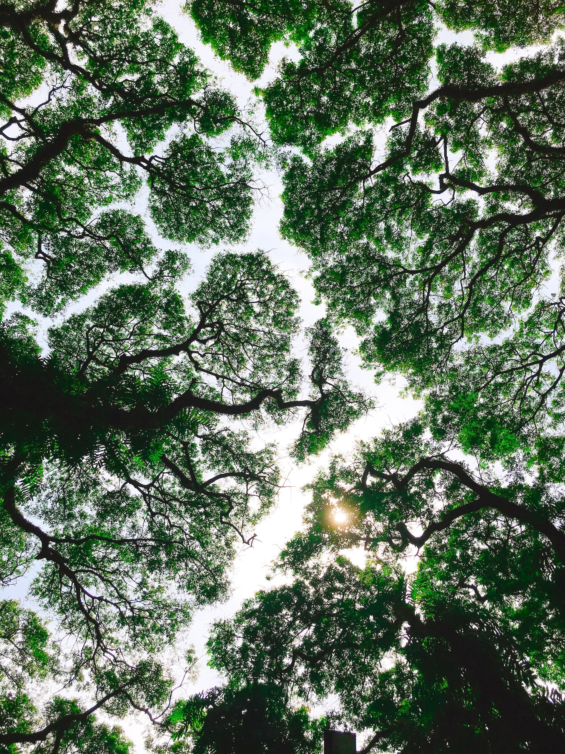 Le carbone et le climat, facteurs déterminants pour l’avenir des forêts