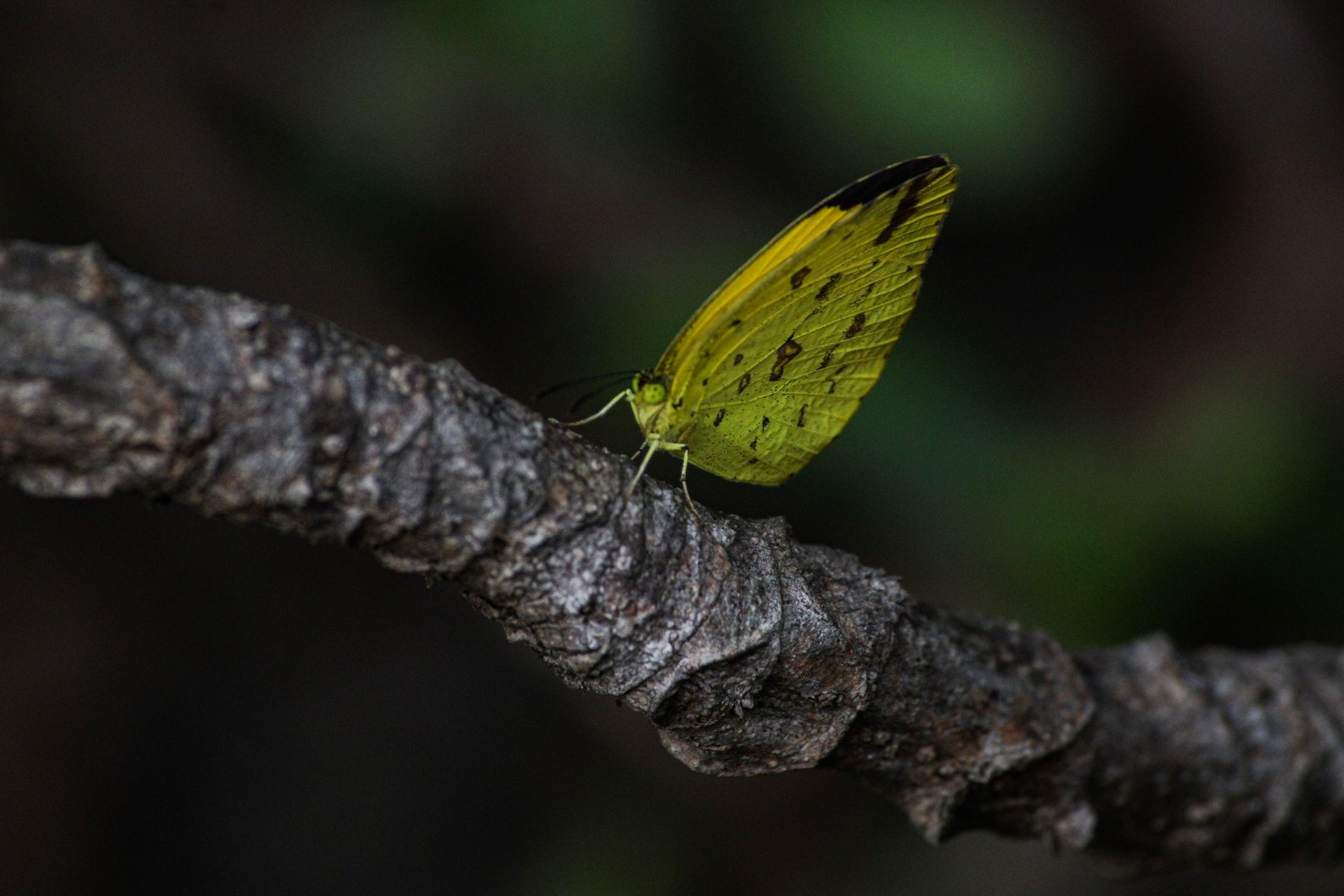 Harnessing Biodiversity Credits for People and Planet